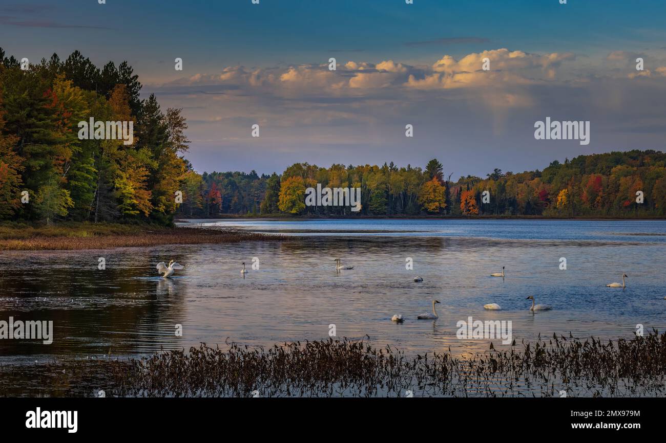 Trumpeter swans in northern Wisconsin Stock Photo - Alamy