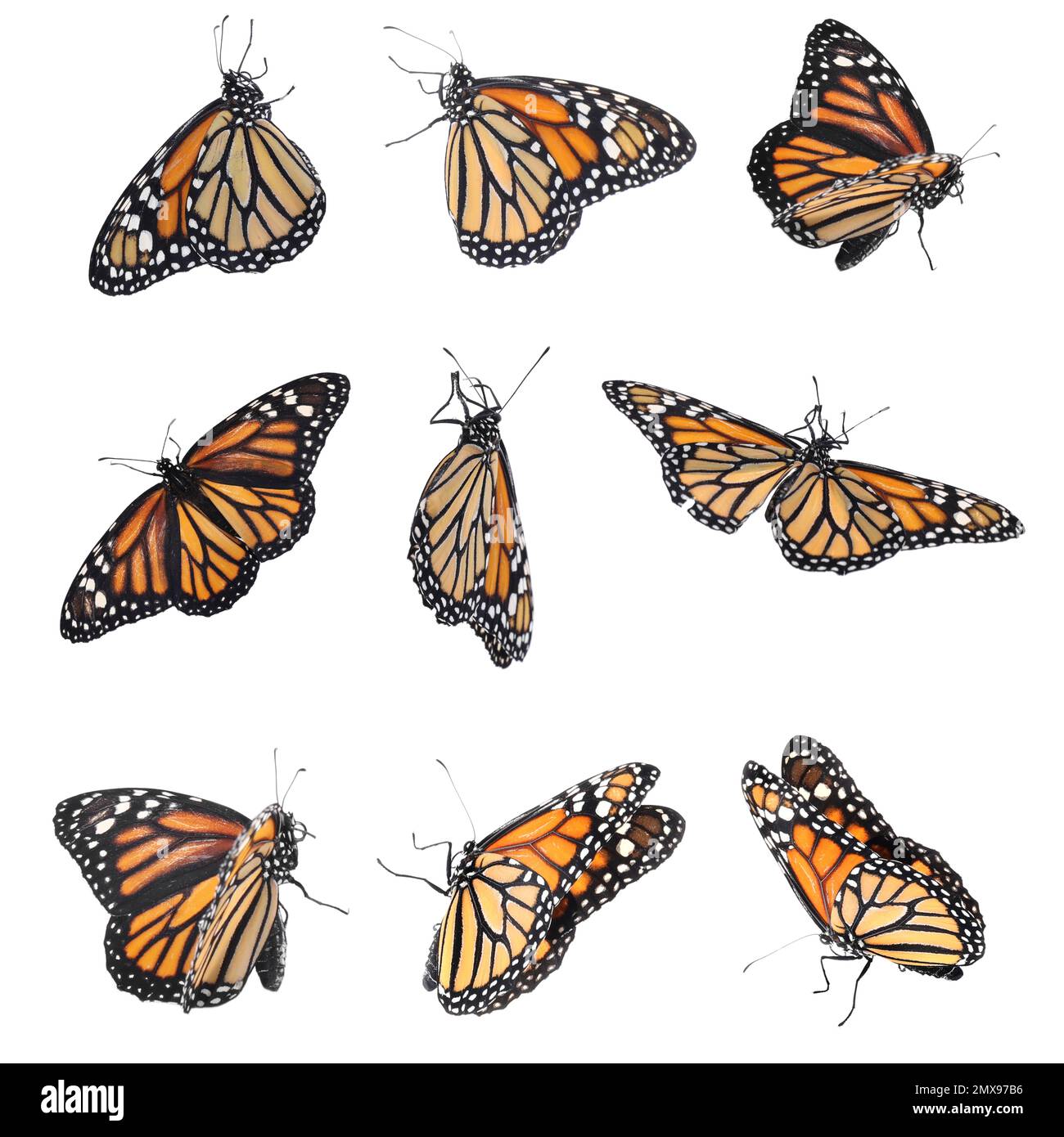 Set of many flying fragile monarch butterflies on white background ...