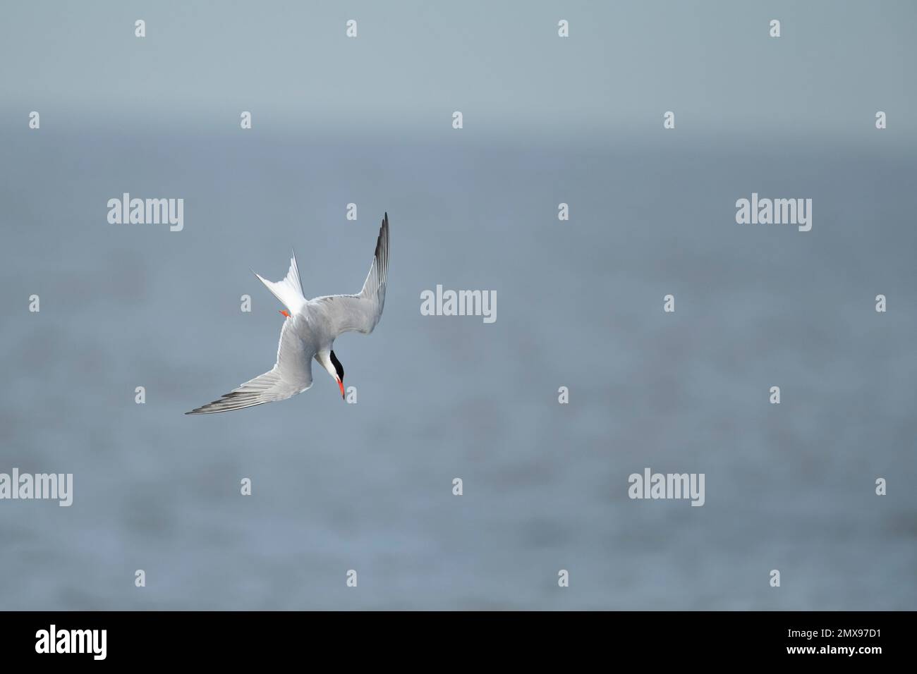Common tern Sterna hirundo adult bird diving down towards the sea Stock ...