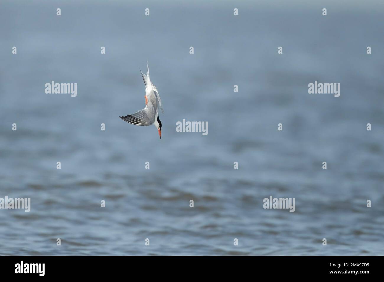 Common tern Sterna hirundo adult bird diving down towards the sea Stock ...