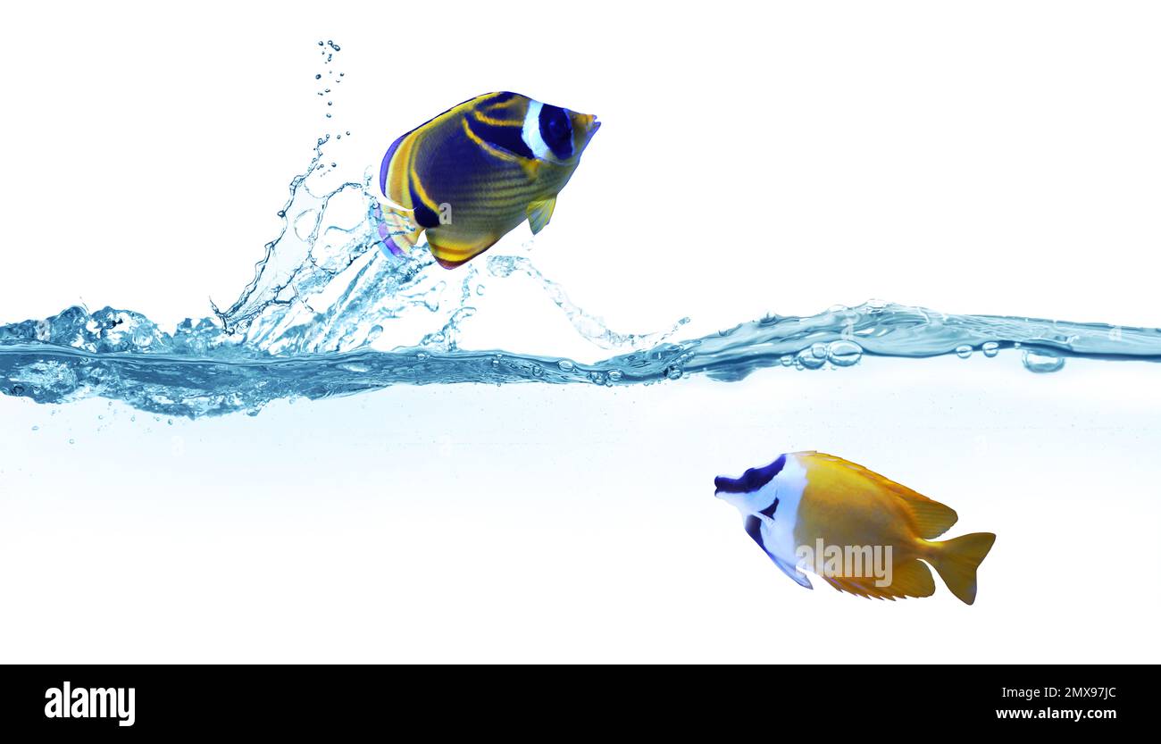 Beautiful bright tropical fishes in clear water Stock Photo - Alamy