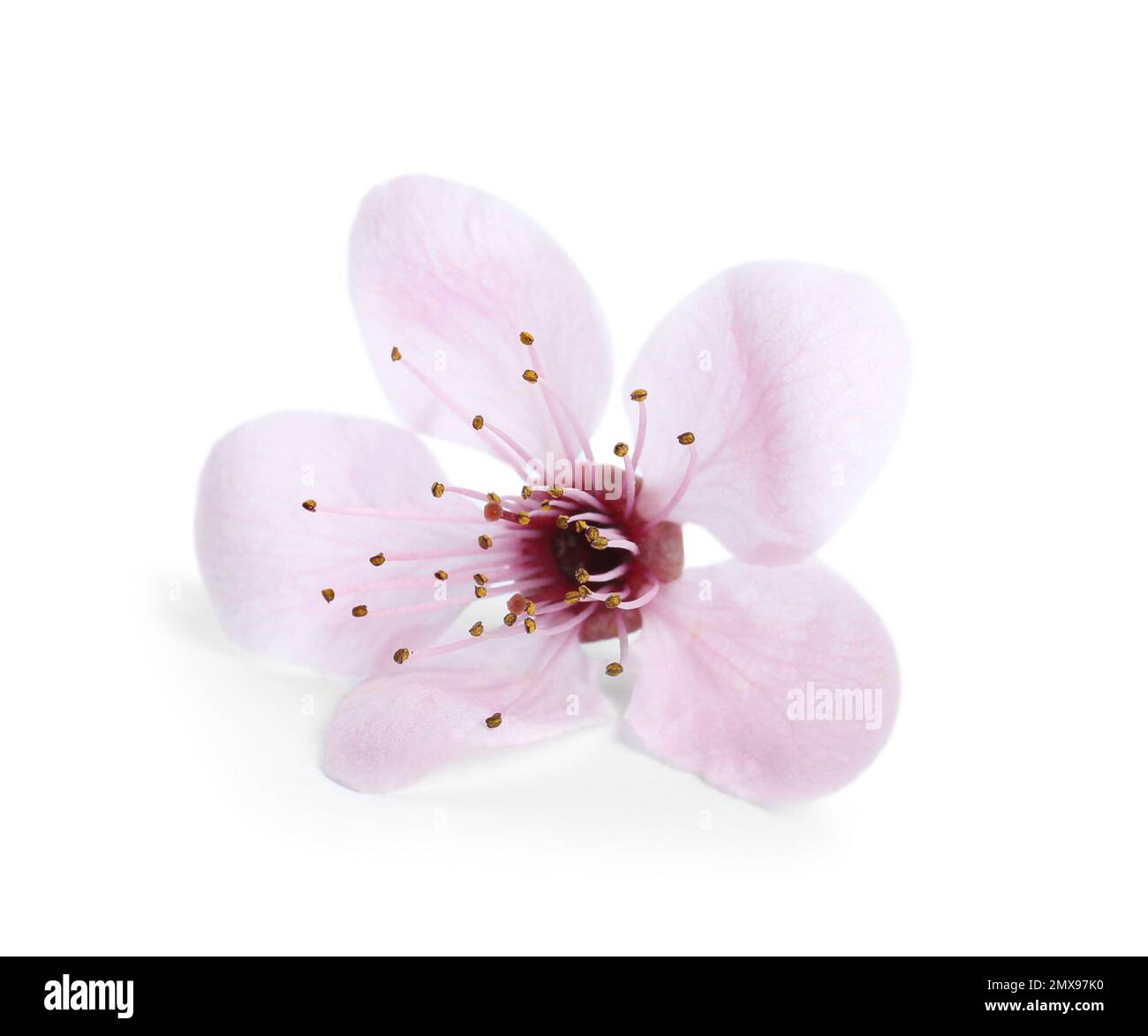 Cherry blossom fruit blossom prunus Cut Out Stock Images & Pictures - Alamy