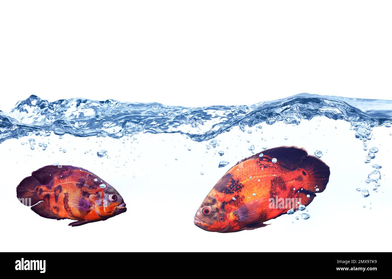 Bright oscar fish underwater hi-res stock photography and images - Alamy