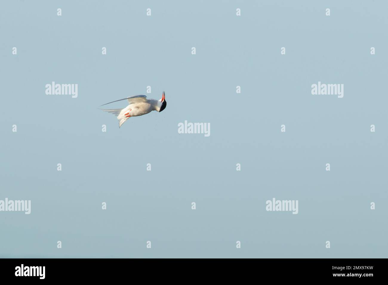 Common tern Sterna hirundo adult bird washing itself in flight Stock ...