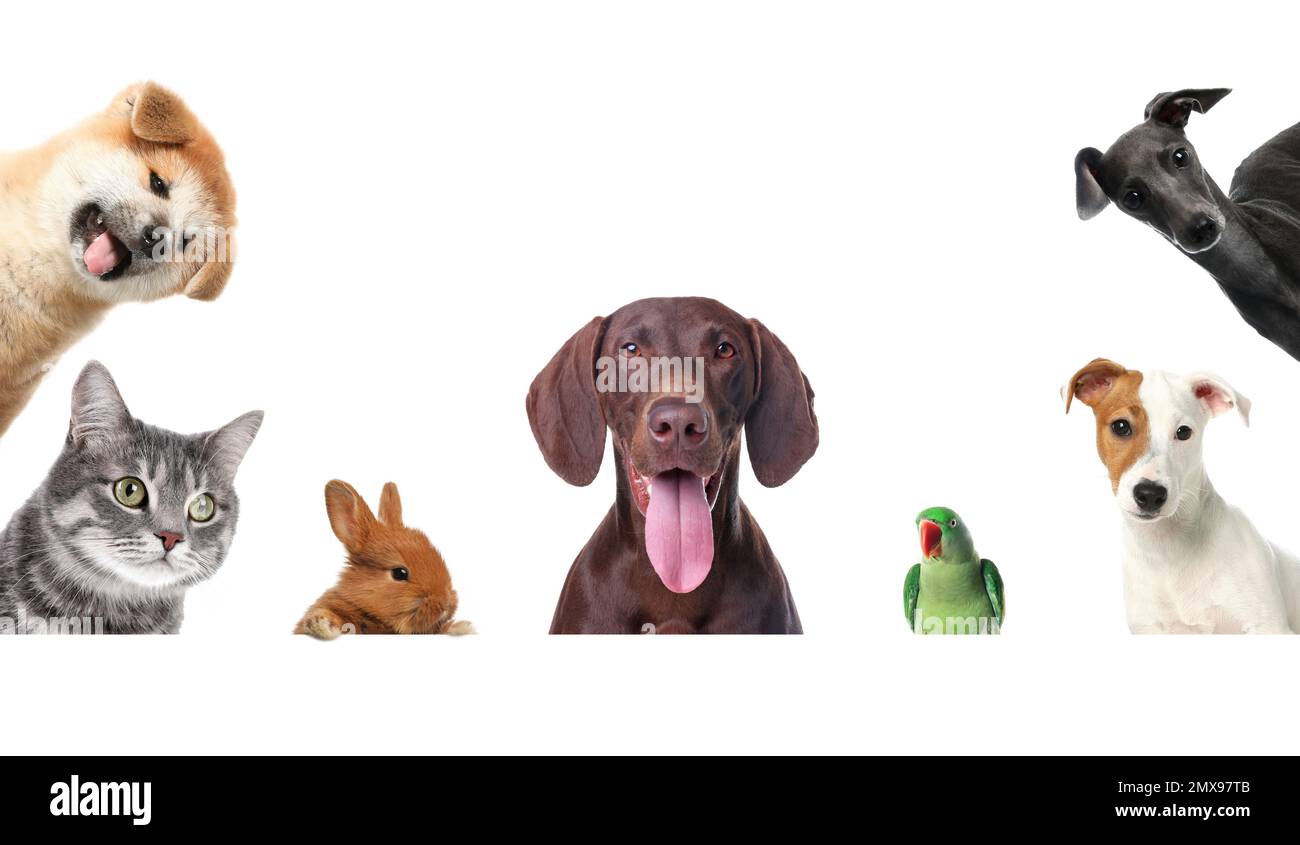 Set with different cute pets on white background. Banner design Stock ...