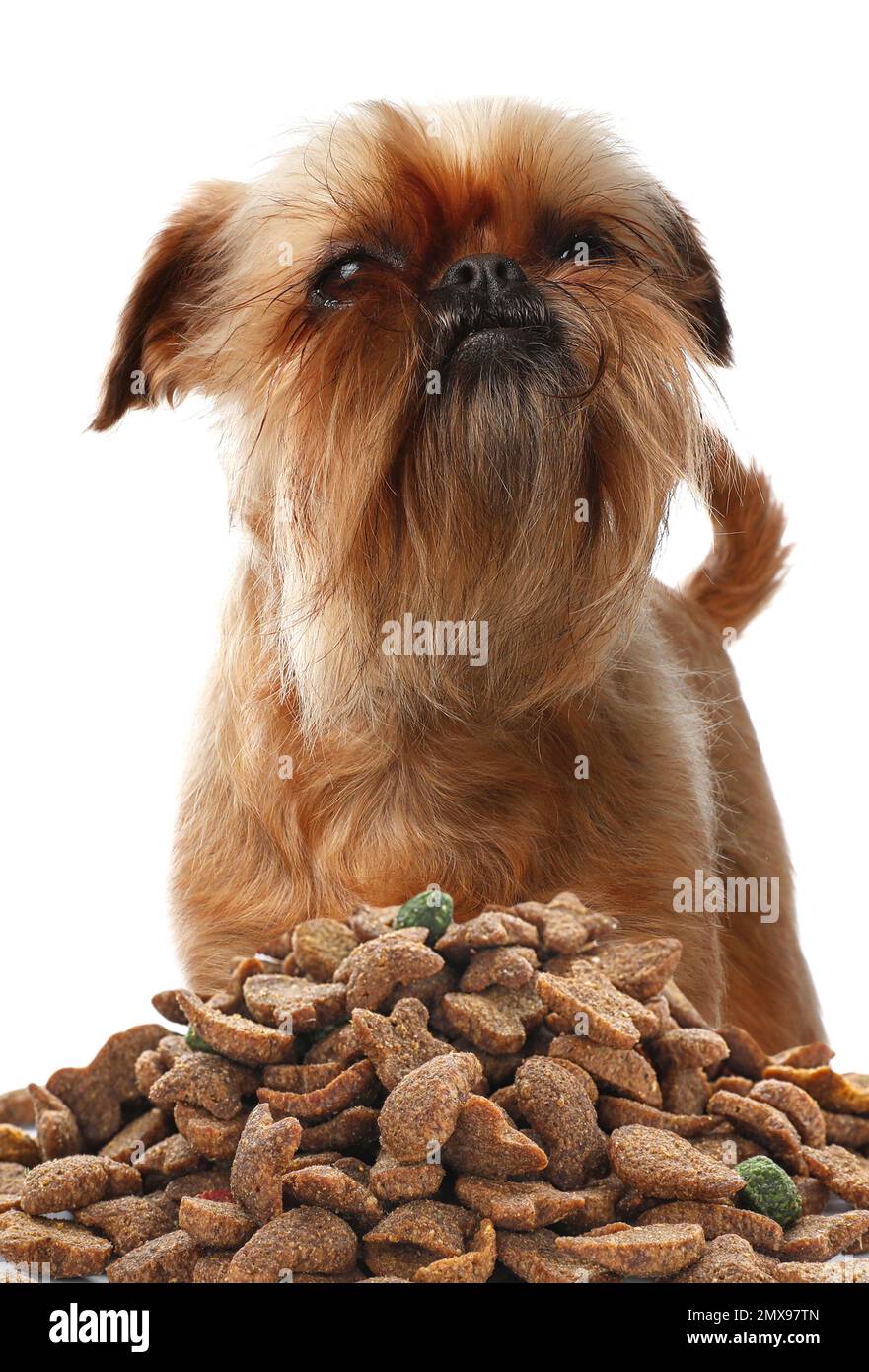 Cute Brussels Griffon and feeding pile of dog food on white background ...