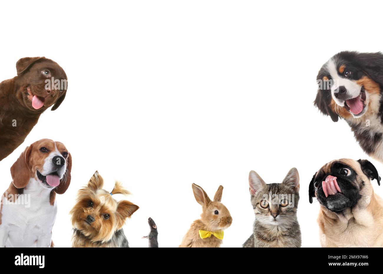 Set with different cute pets on white background Stock Photo - Alamy