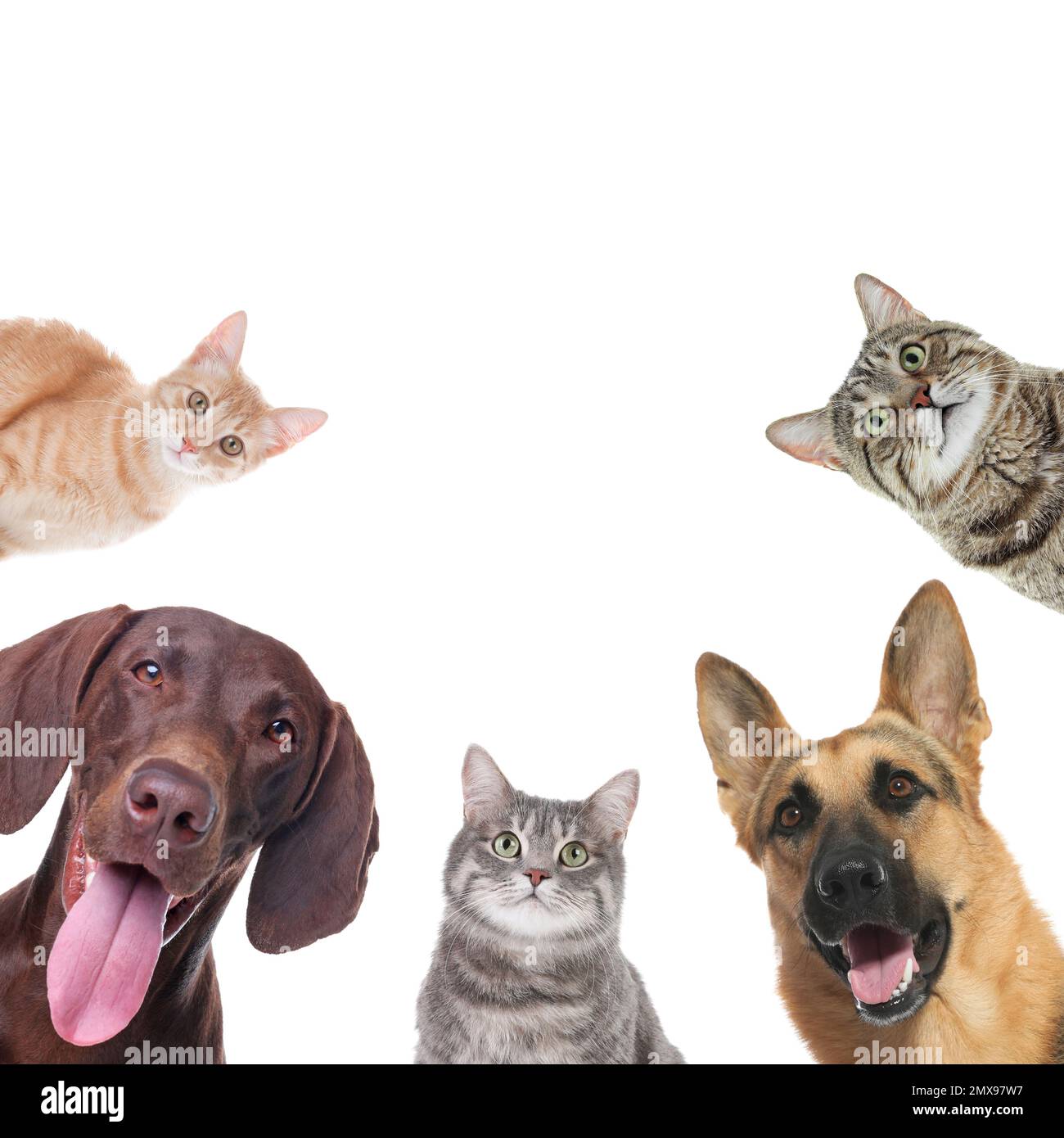 Set with different cute pets on white background Stock Photo - Alamy