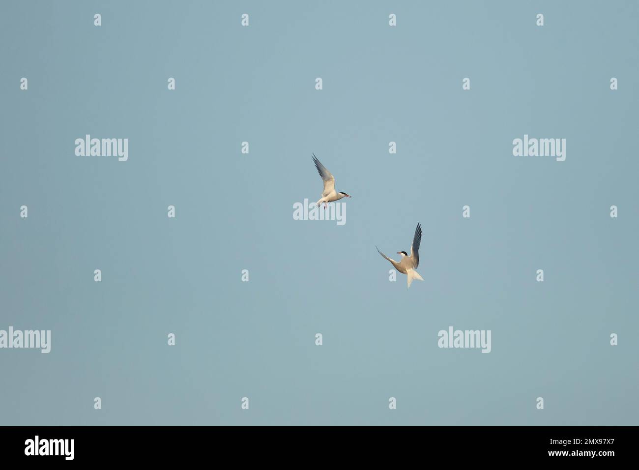 Common tern Sterna hirundo two adult birds fighting in flight Stock ...