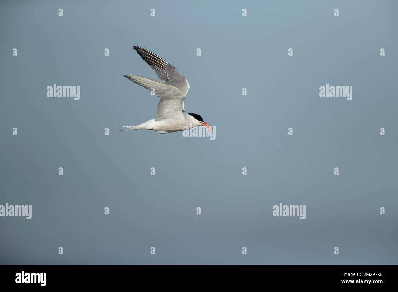 Common tern Sterna hirundo adult bird in flight carrying a fish in its ...
