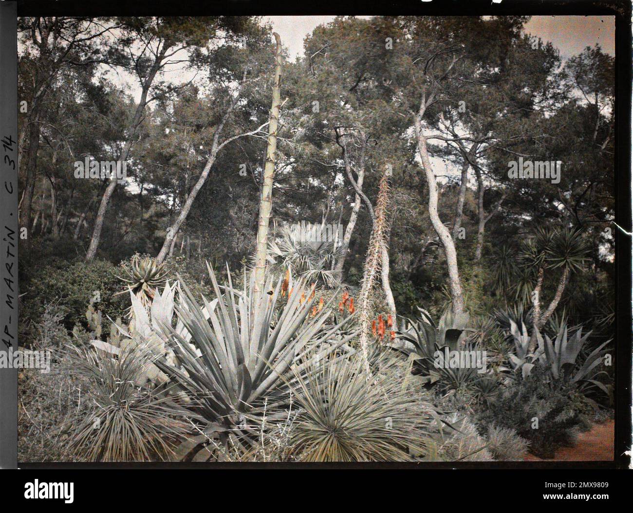 Cap Martin , France , 1914 - Cap Martin - Auguste Léon - (March Stock ...