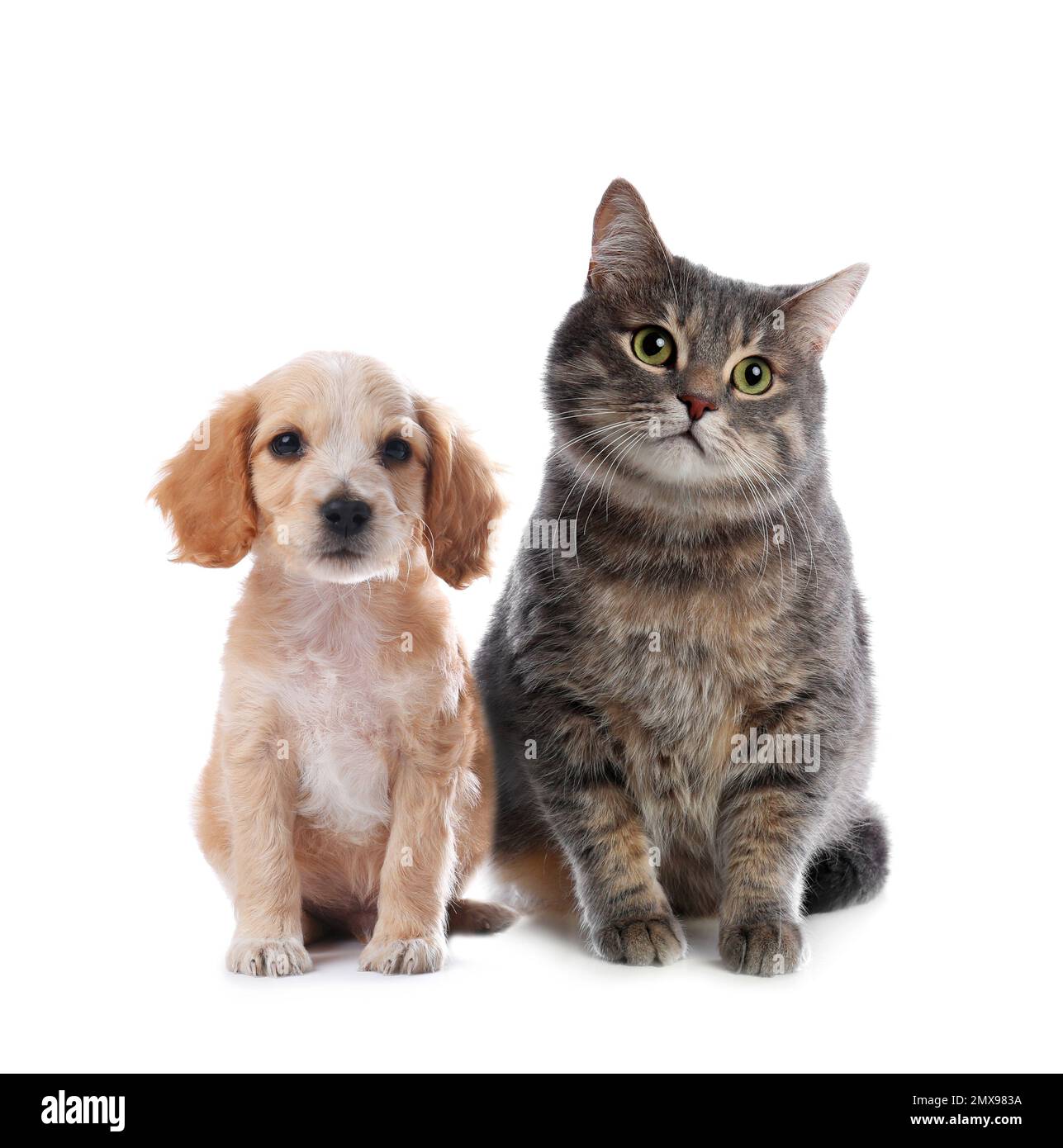 Furry friends Cut Out Stock Images & Pictures - Alamy
