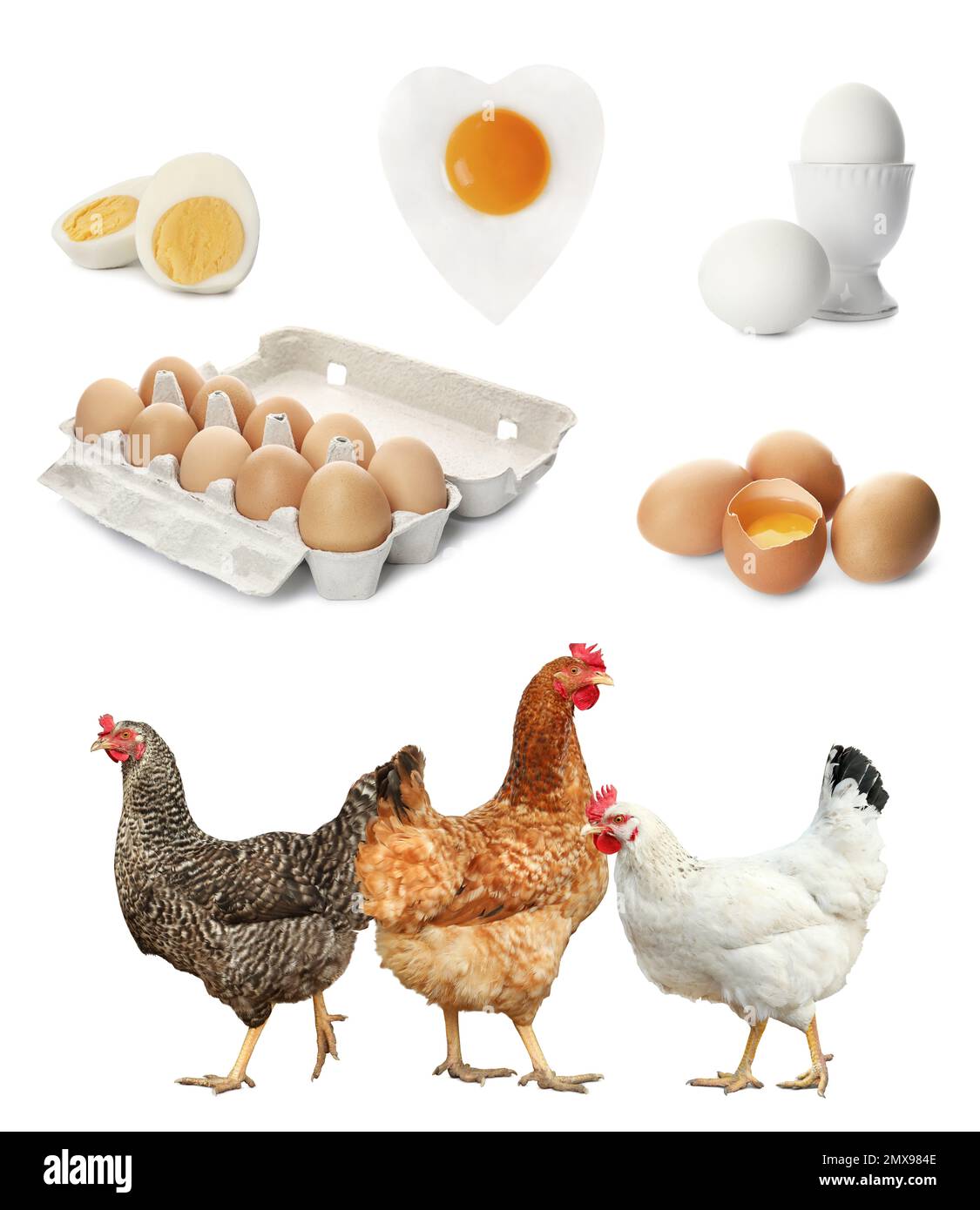 Collage with chickens and eggs on white background Stock Photo - Alamy