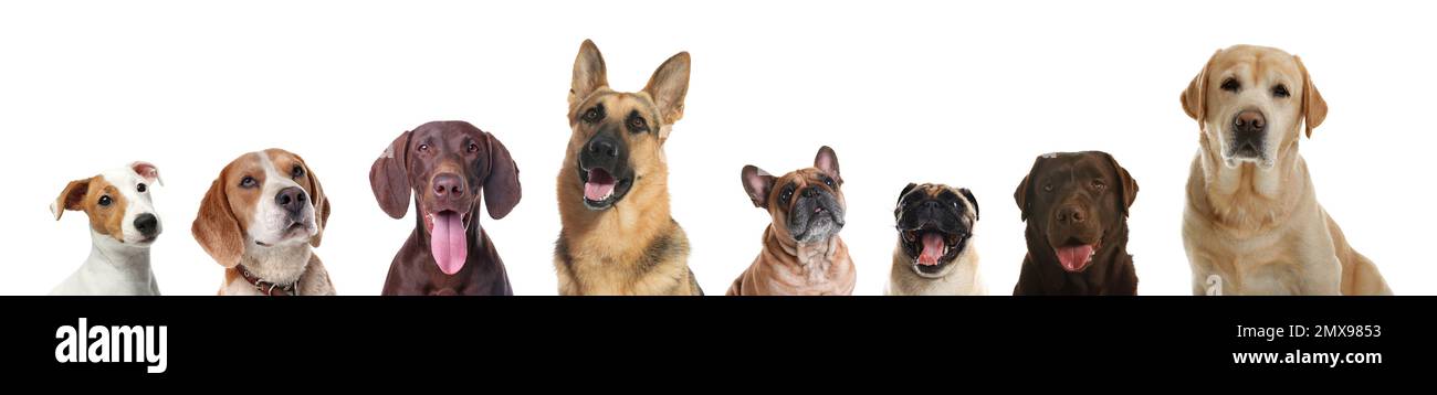 Collage with different dogs on white background. Banner design Stock ...