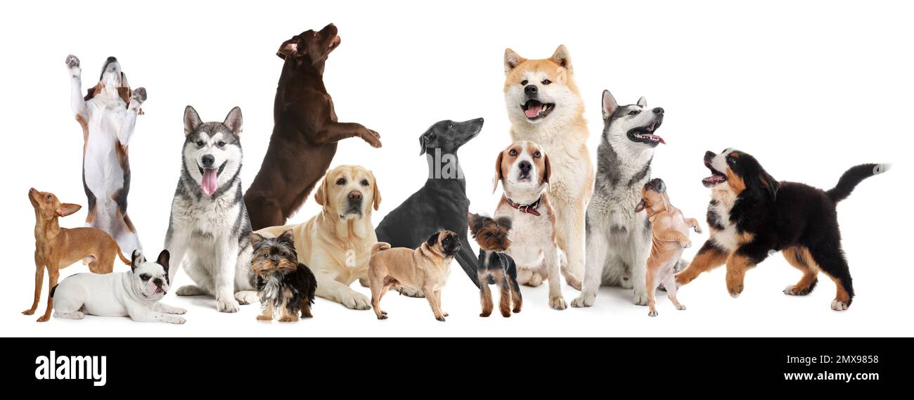 Collage with different dogs on white background. Banner design Stock ...