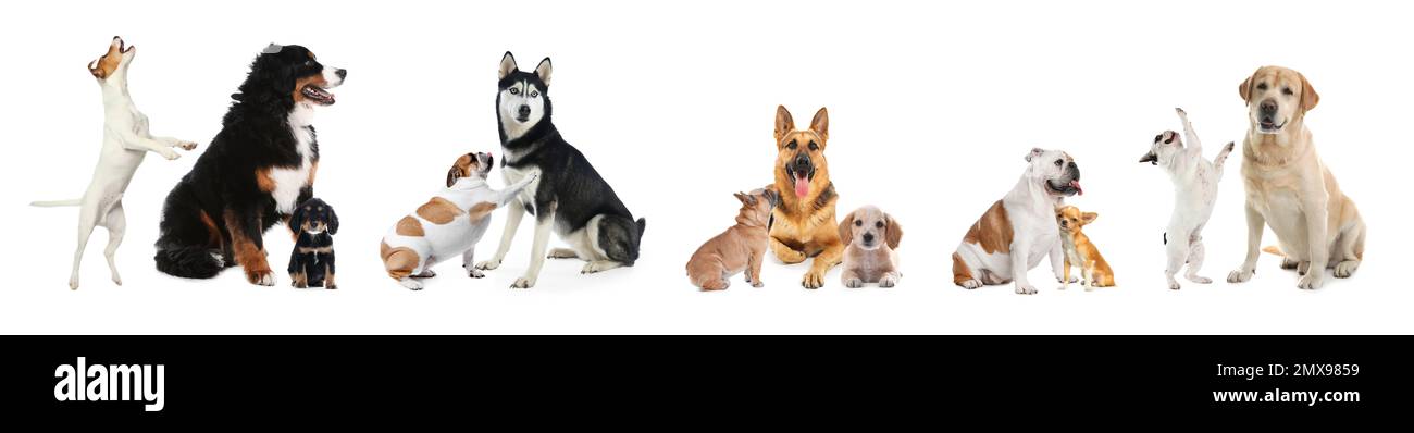 Collage with different dogs on white background. Banner design Stock ...