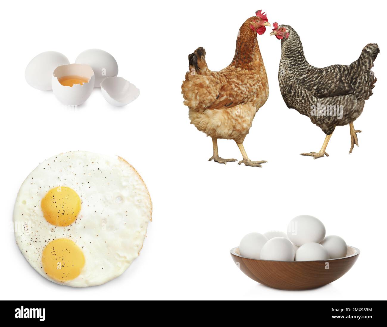 Collage with chickens and eggs on white background Stock Photo - Alamy