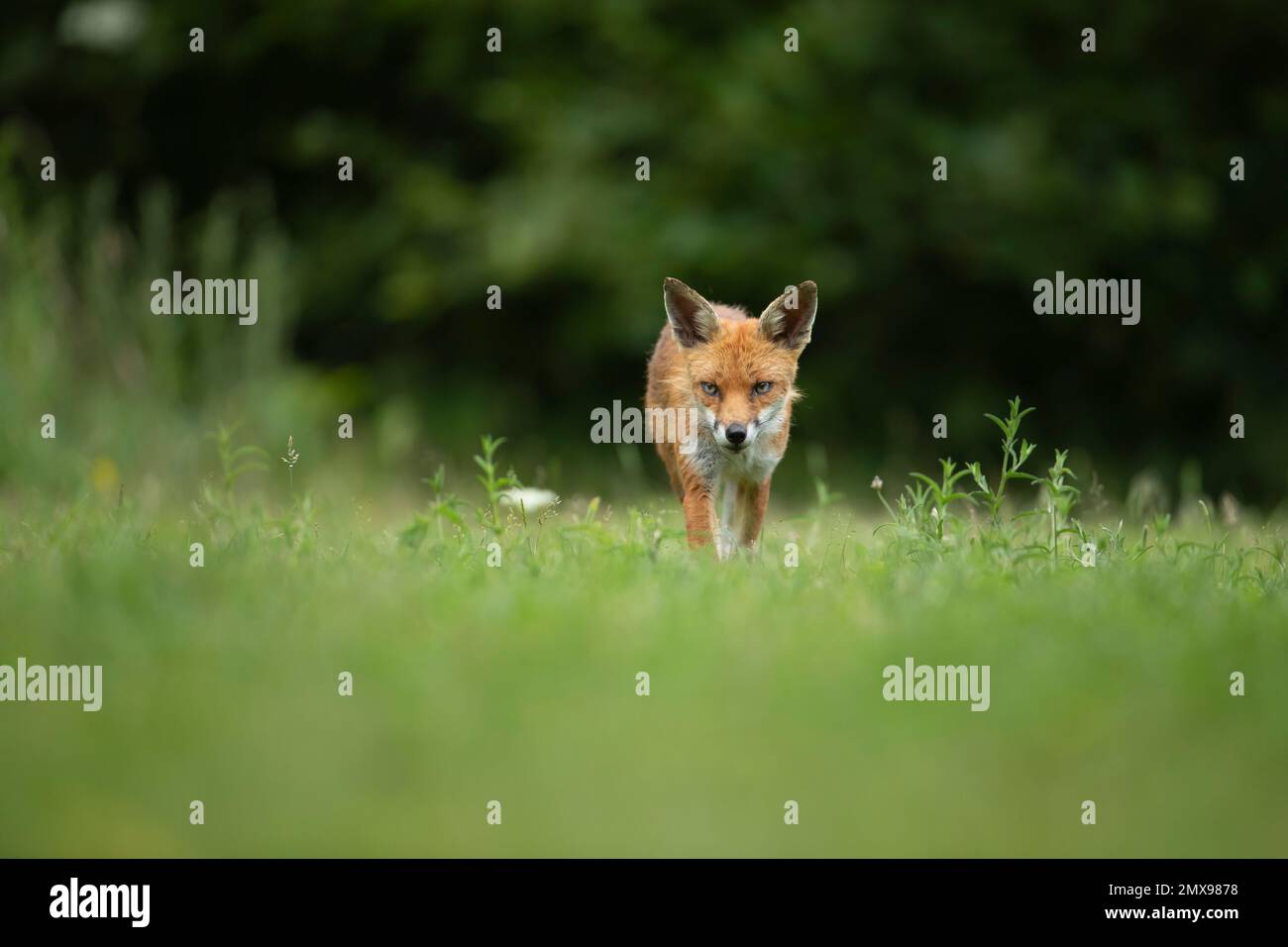 Fox Vulpes vulpes adult in grassland, Essex, England, United Kingdom ...