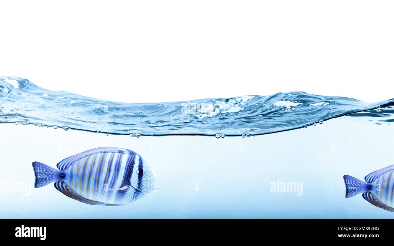 Beautiful tropical butterfly fish in clear water Stock Photo - Alamy