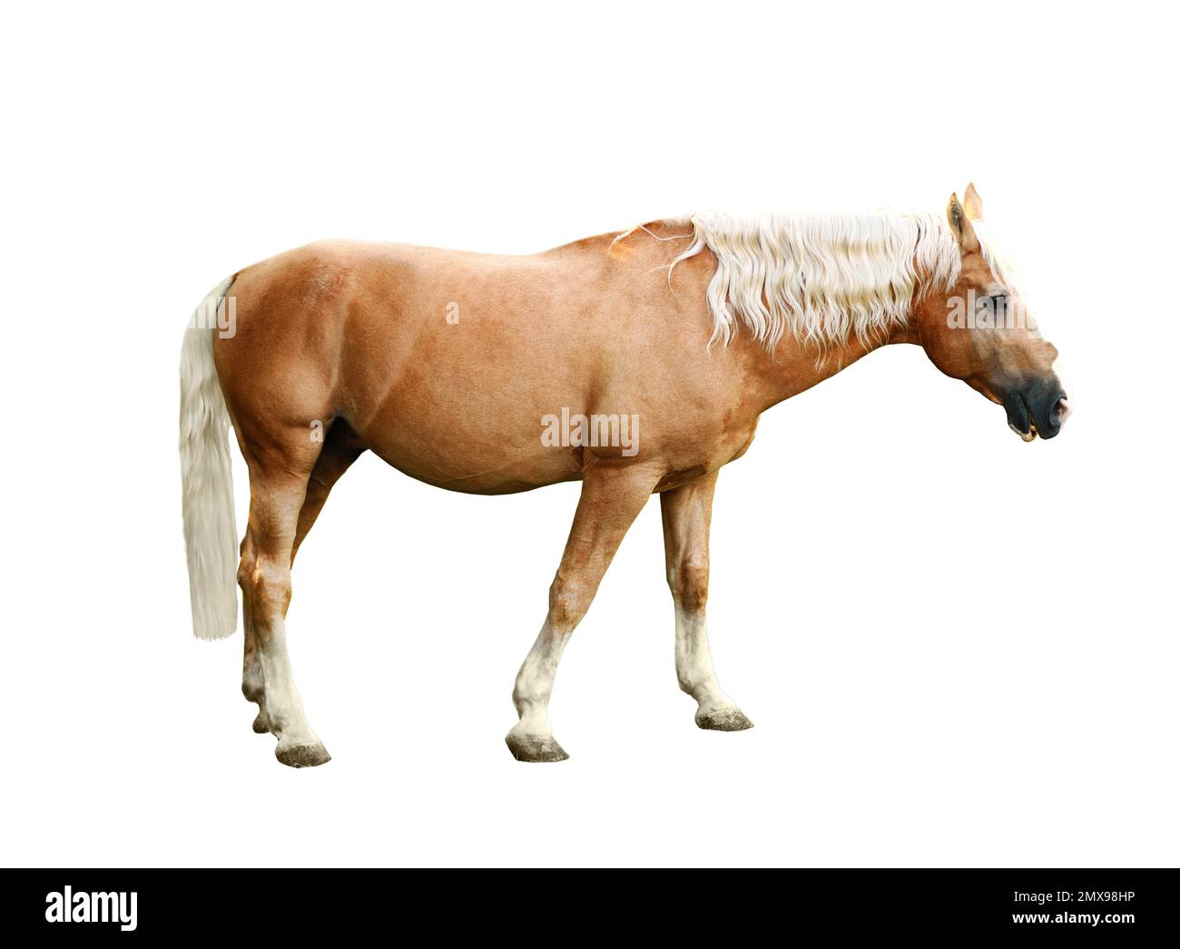 Palomino mare Cut Out Stock Images & Pictures - Alamy