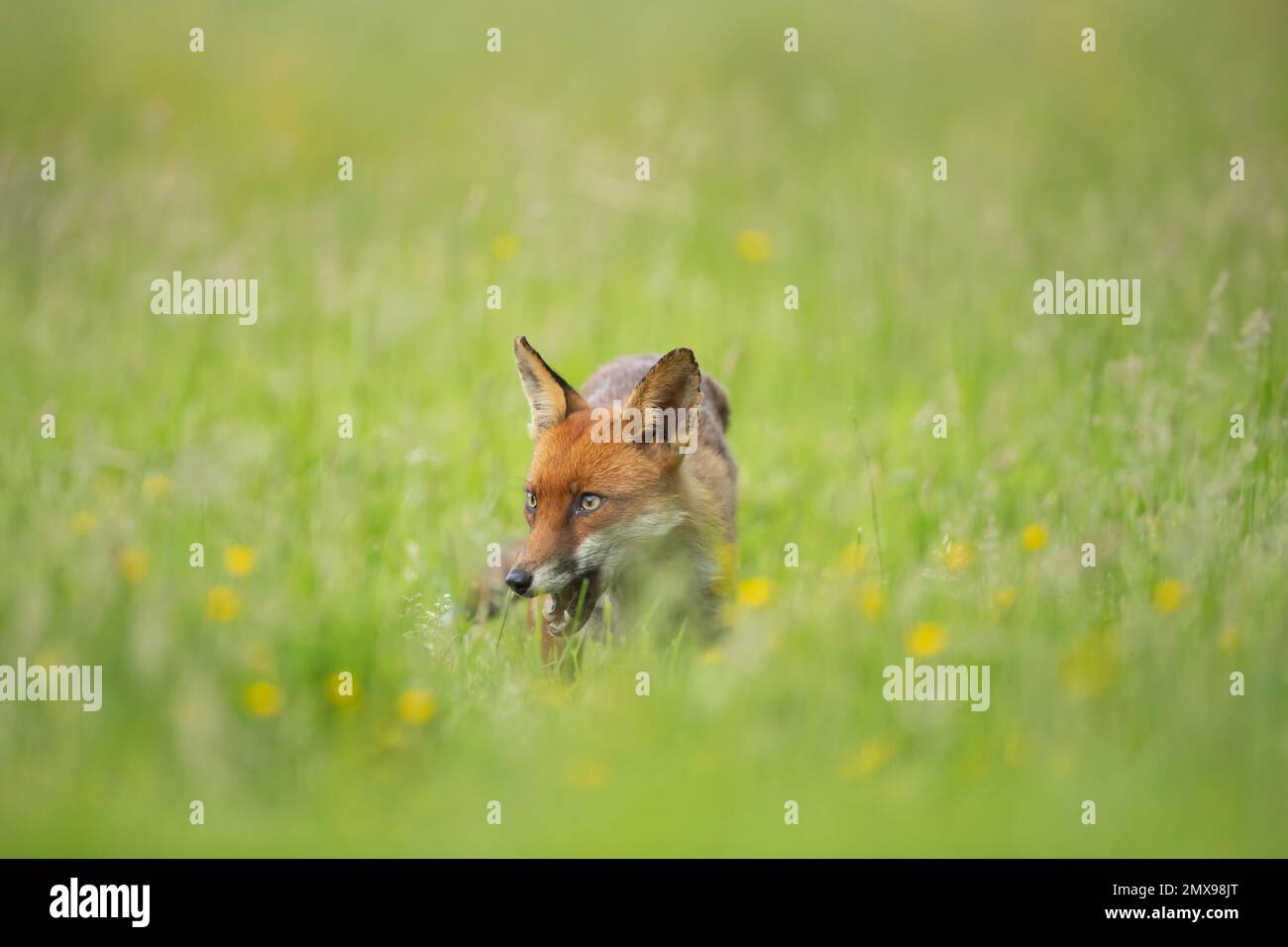 Fox Vulpes vulpes adult in grassland, Essex, England, United Kingdom ...