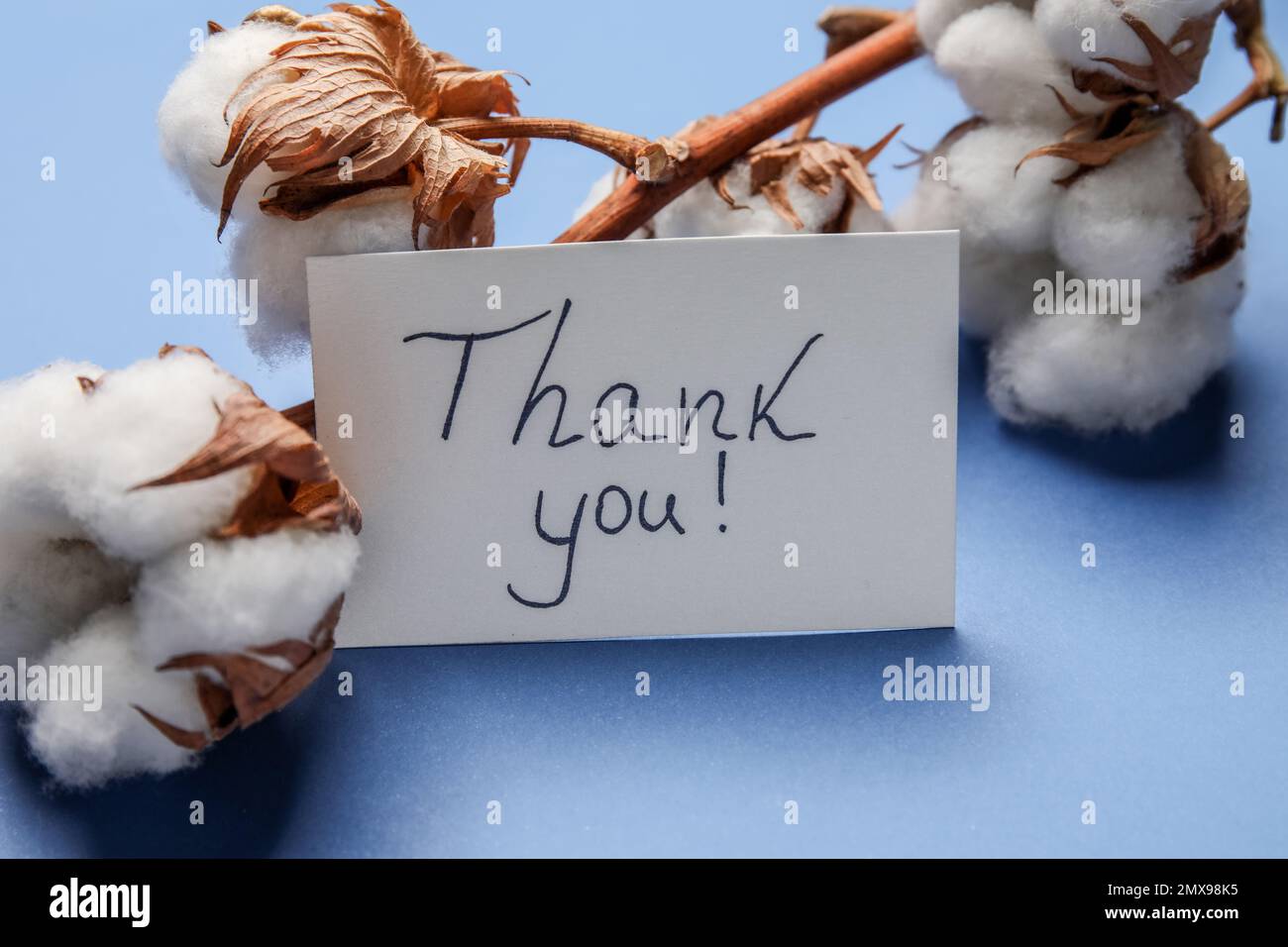Paper sheet with text THANK YOU and cotton flowers on blue background ...