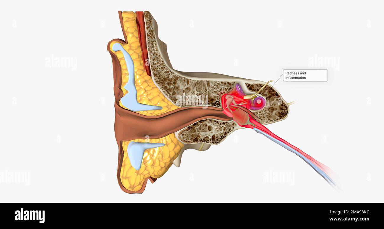 Male head and neck nerves hi-res stock photography and images - Alamy