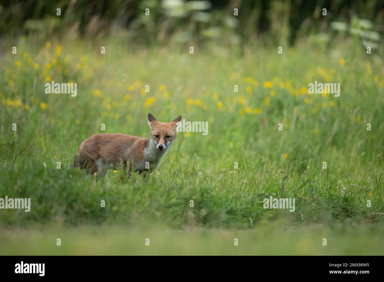 Fox Vulpes vulpes adult in grassland, Essex, England, United Kingdom ...