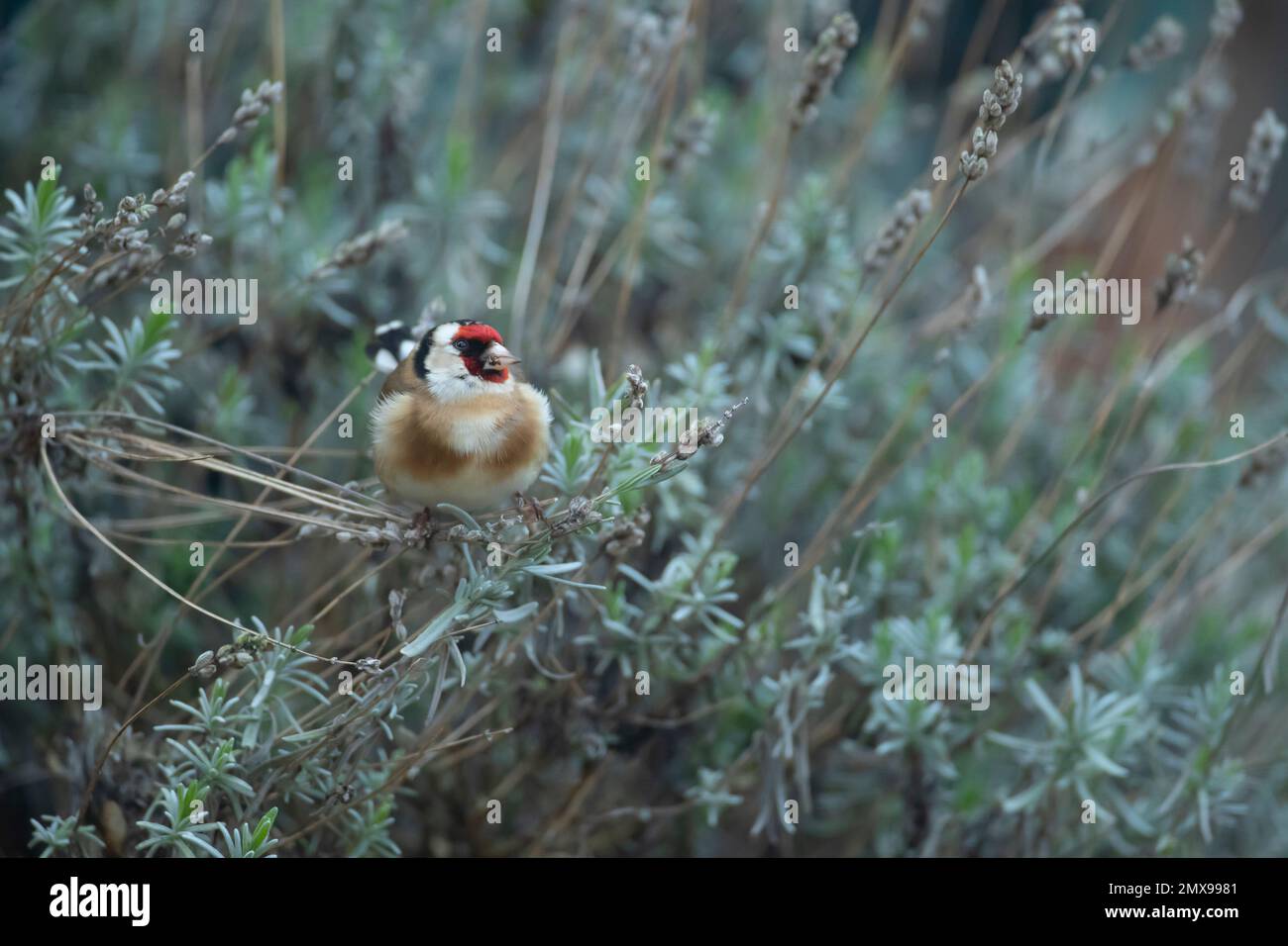European goldfinch Carduelis carduelis adult bird on a Lavender bush ...