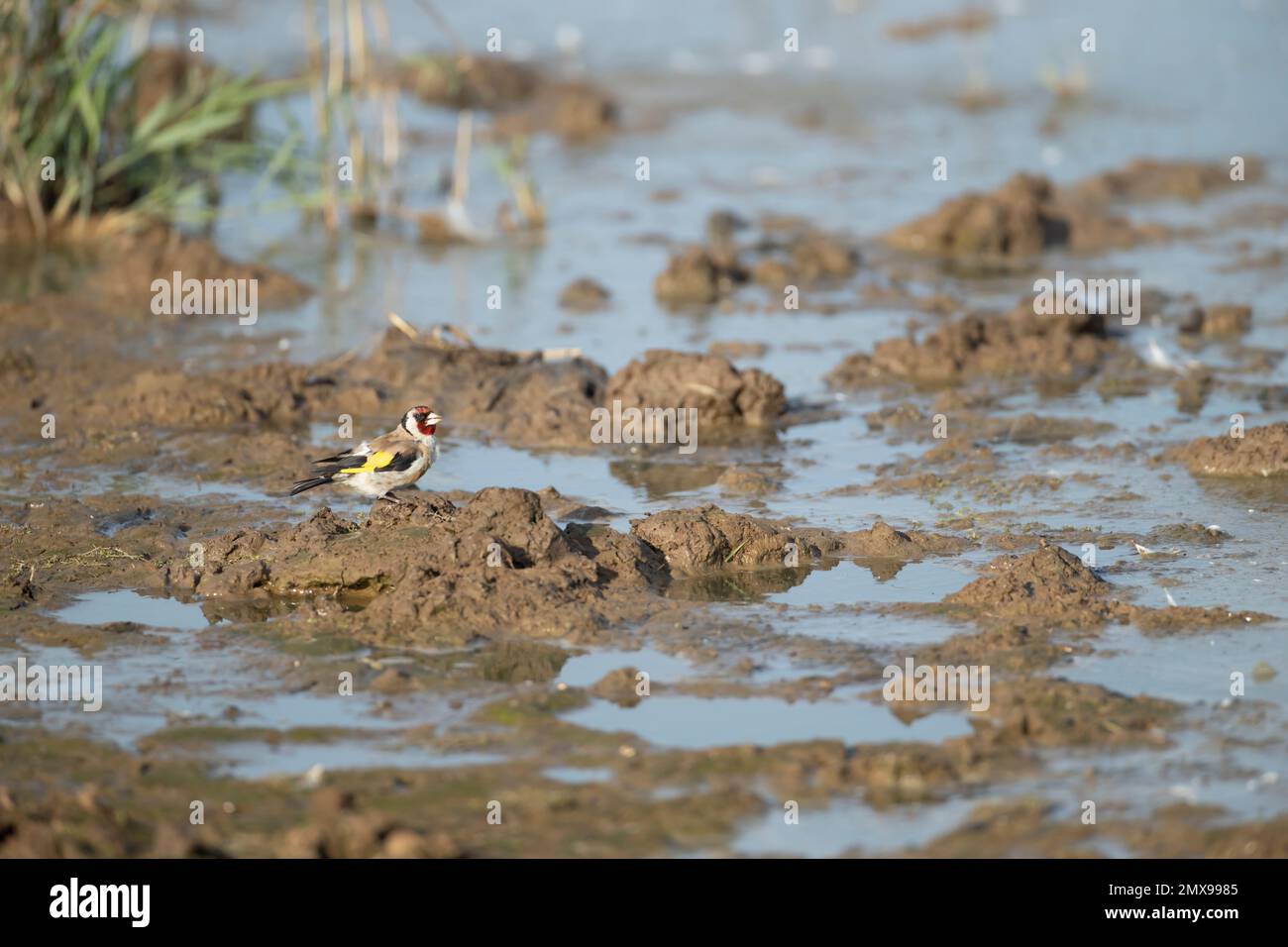 European goldfinch Carduelis carduelis adult bird on mud by a puddle ...