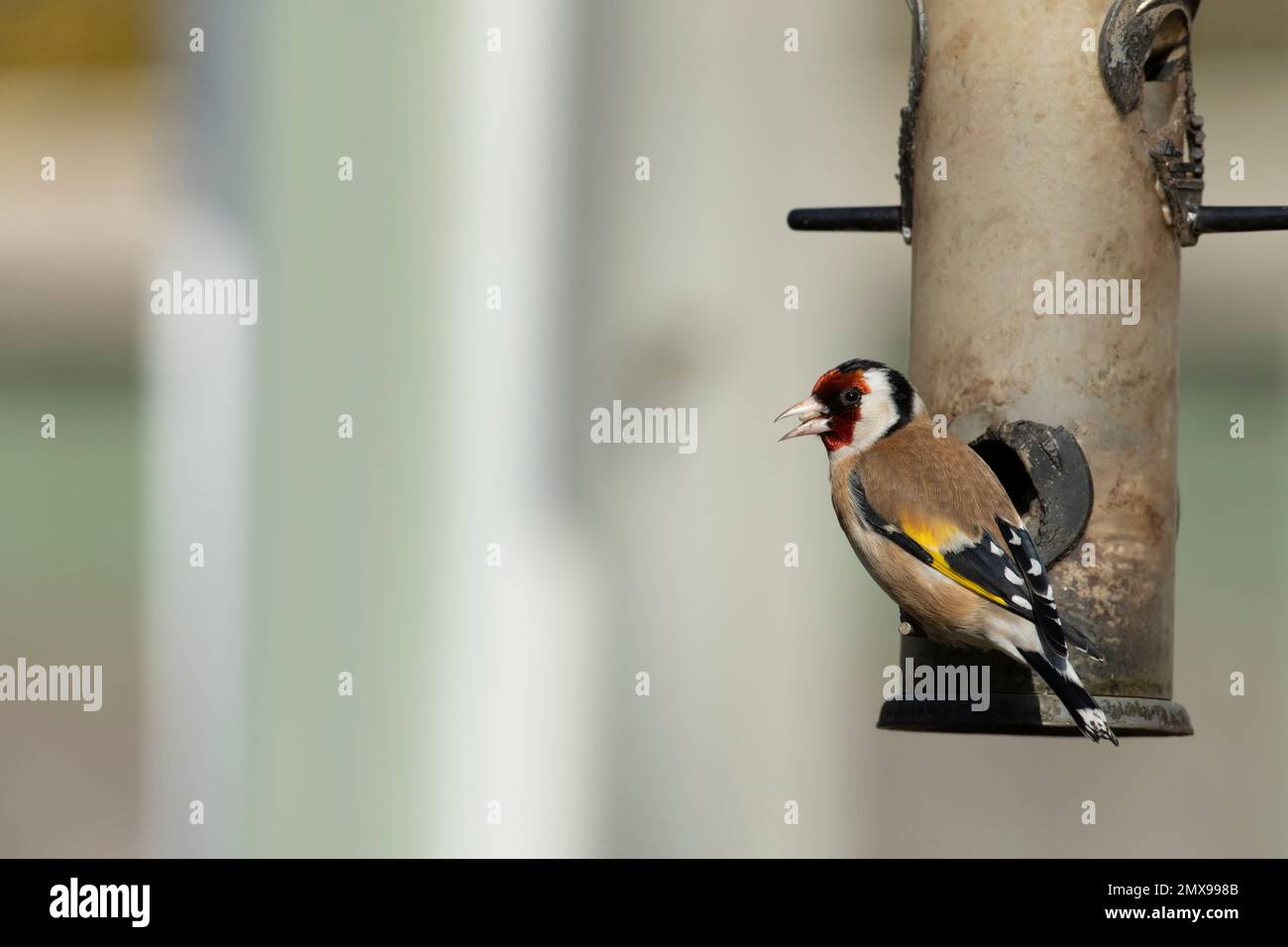 European goldfinch Carduelis carduelis adult bird on a garden bird ...