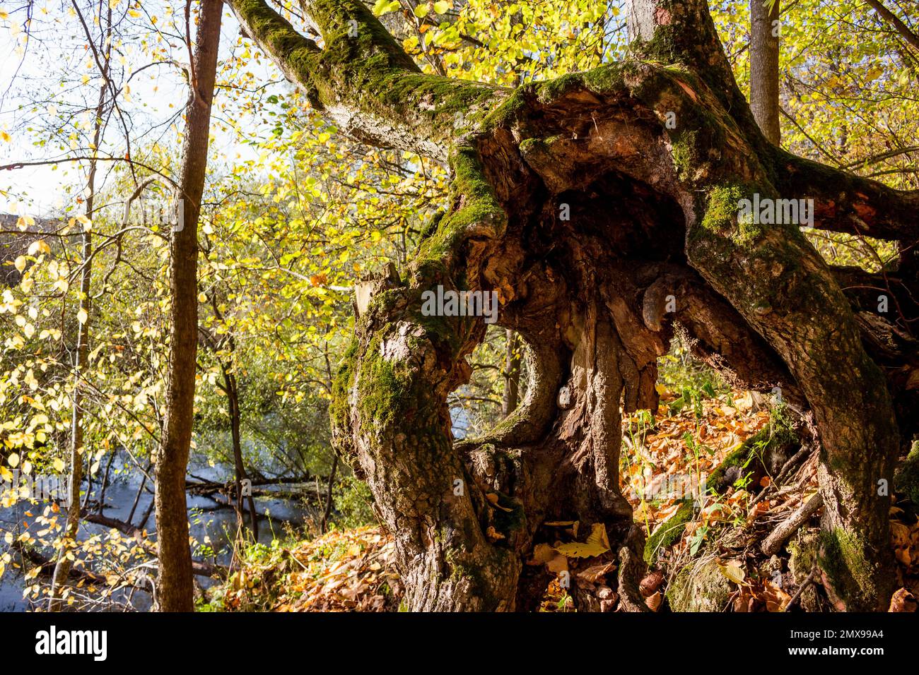 Old twisted tree hi-res stock photography and images - Alamy