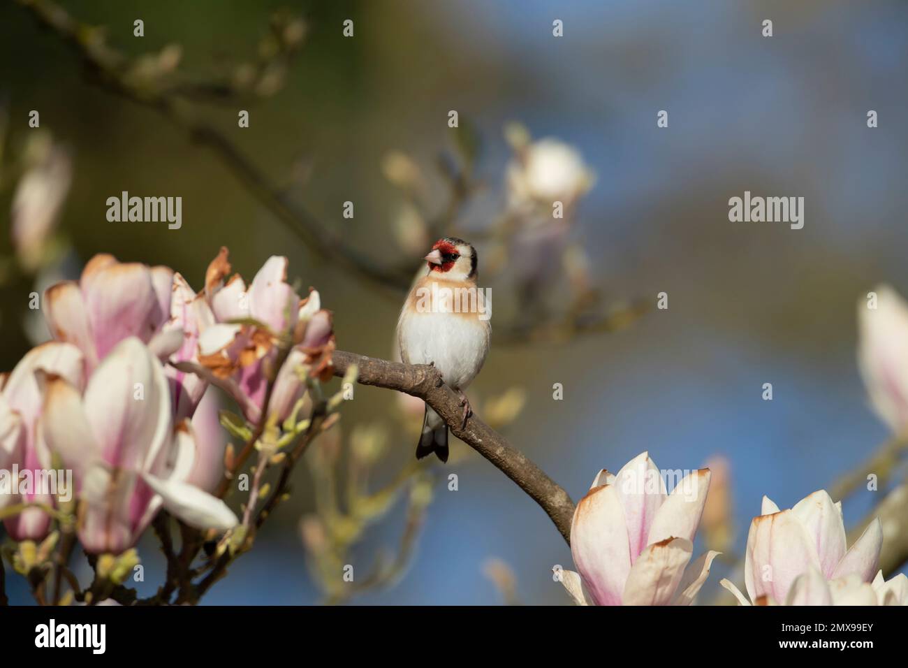 European goldfinch Carduelis carduelis adult bird in a flowering ...