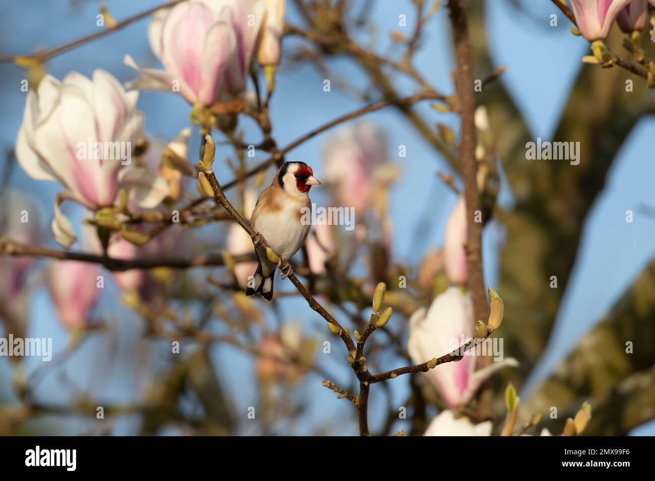 Goldfinch pink spring blossom hi-res stock photography and images - Alamy