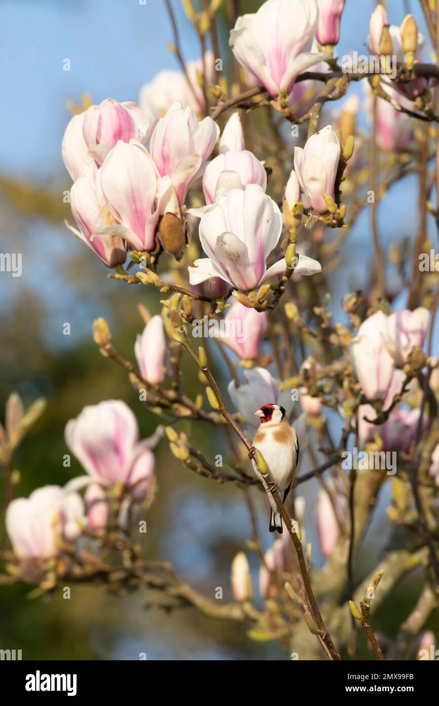 European goldfinch Carduelis carduelis adult bird in a flowering ...