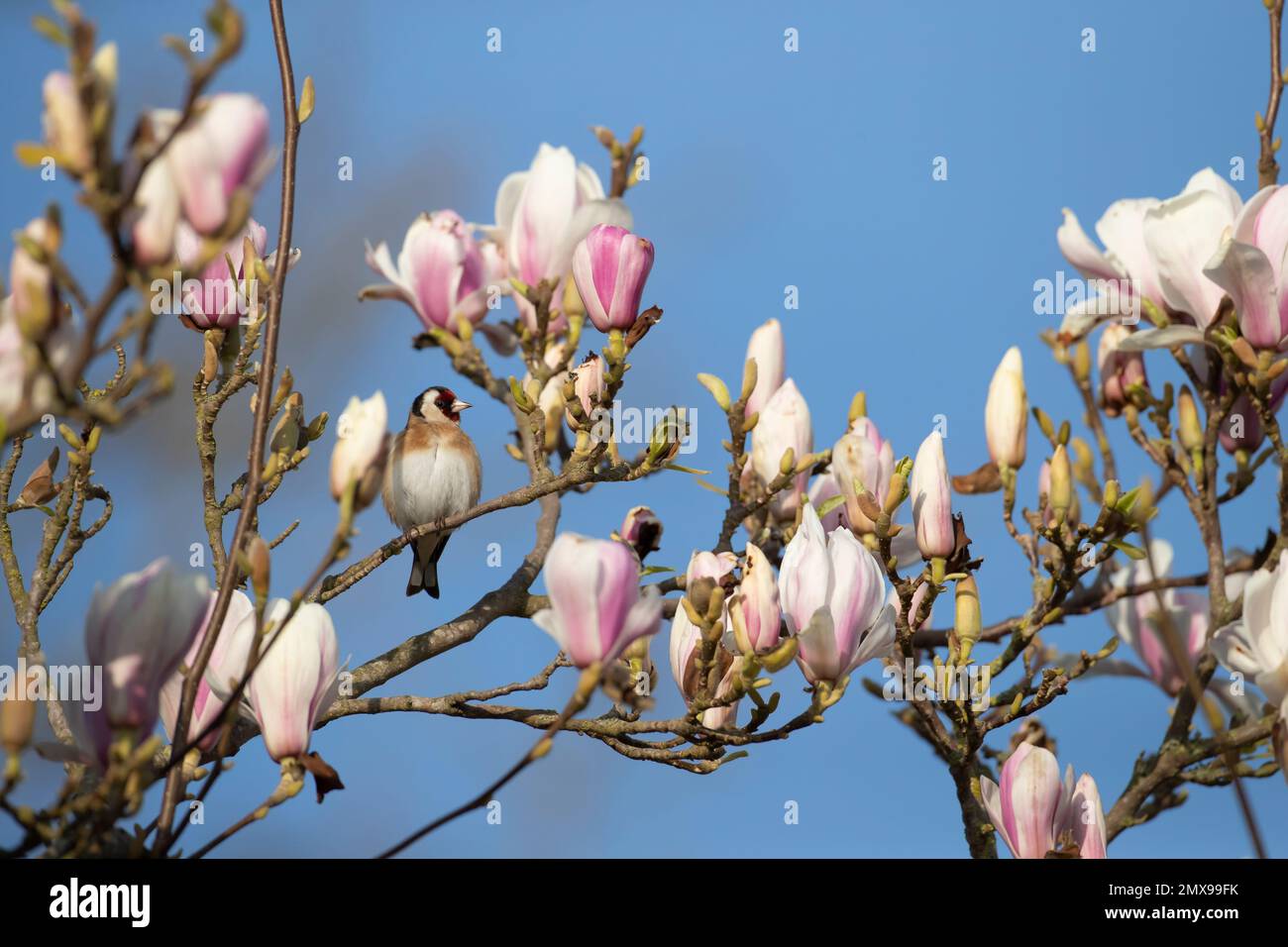 Goldfinch pink spring blossom hi-res stock photography and images - Alamy