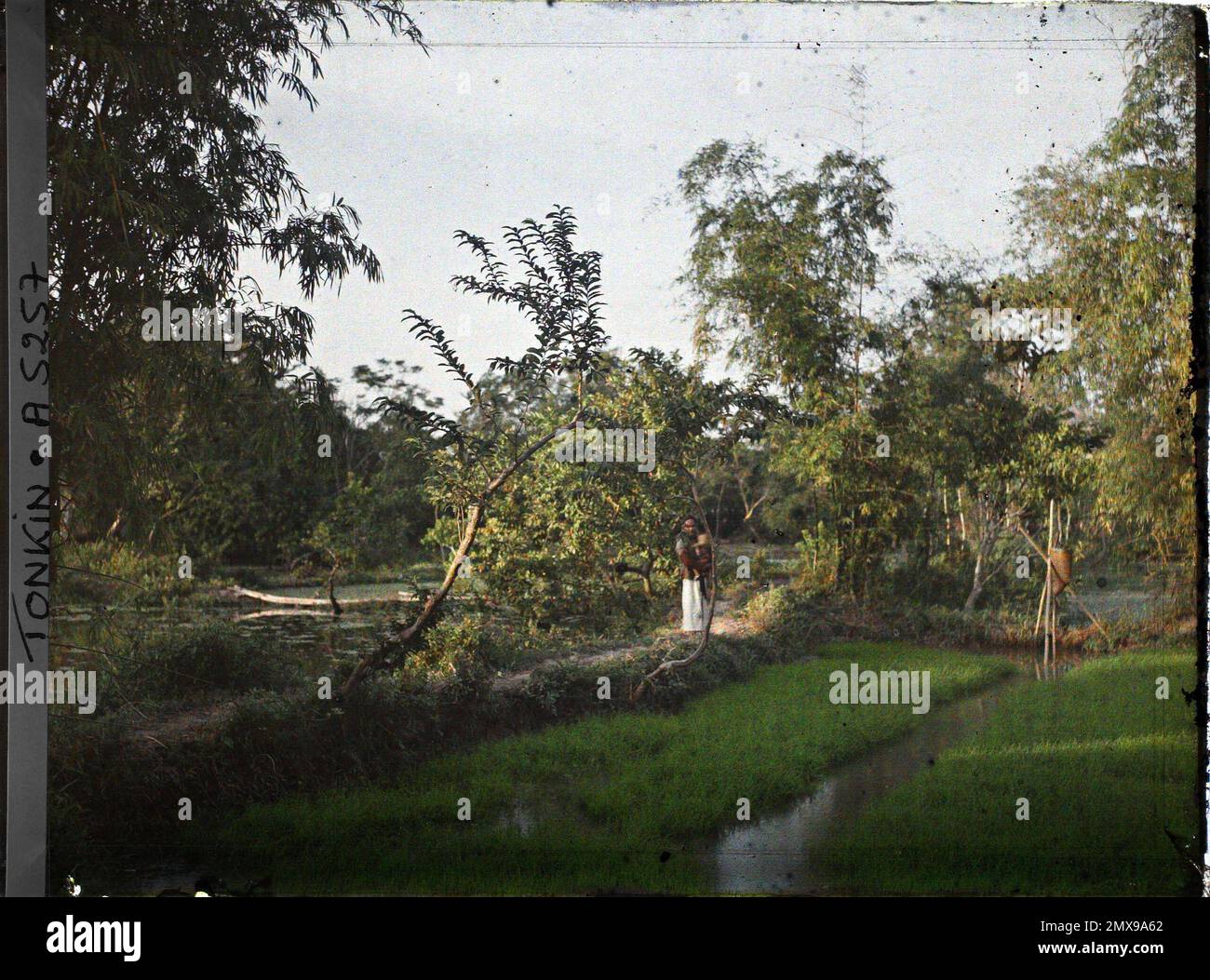 Tonkin, Indochina rice sowing in a nursery and a lifting system of ...