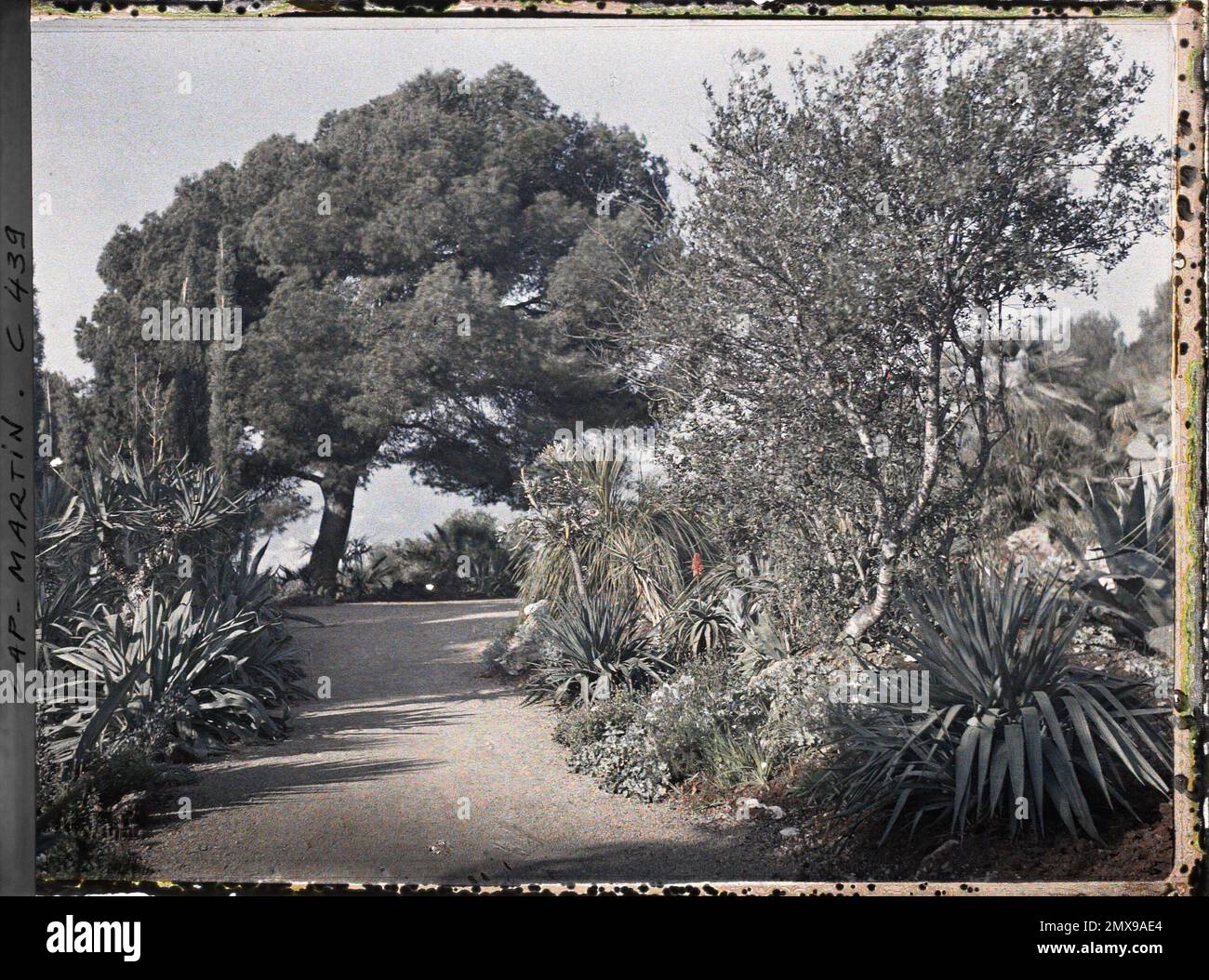 Cap Martin , France , 1921 Cap Martin, Italy, Cap Martin - Auguste Léon ...