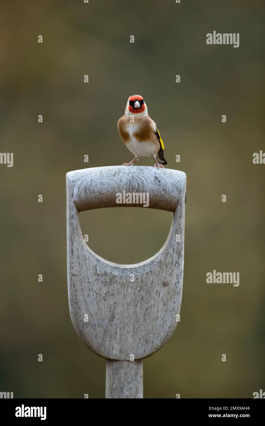European goldfinch Carduelis carduelis adult bird on a garden fork ...