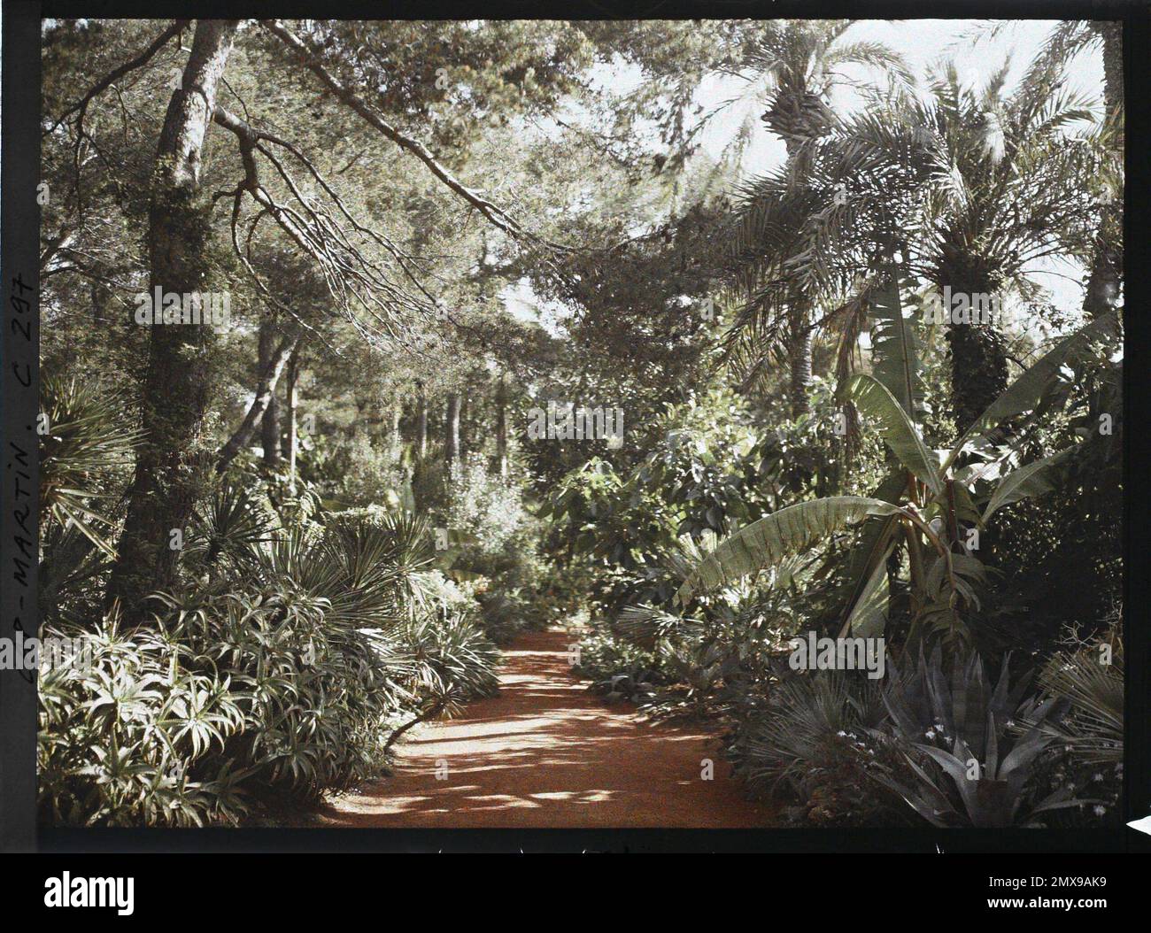 Pine agave fatty plant park garden vegetation botany habitat hi-res ...