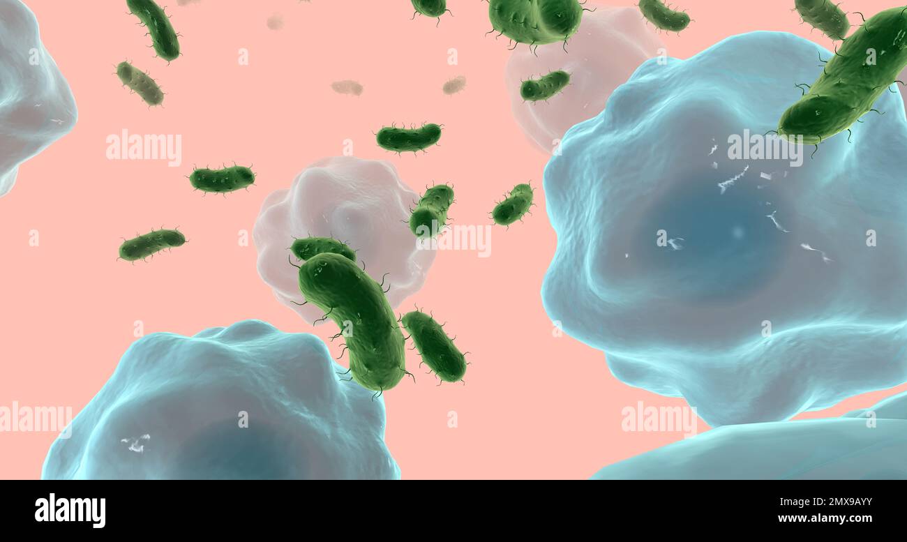 Salmonella infections test hi-res stock photography and images - Alamy