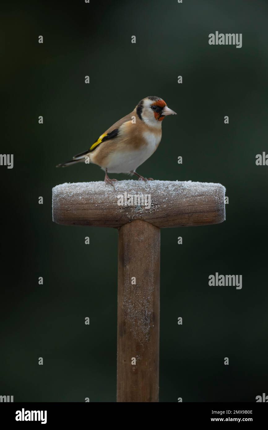 European goldfinch Carduelis carduelis adult bird on a frosted garden ...