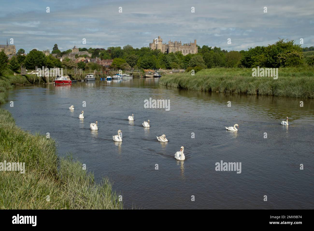 Ten water birds hi-res stock photography and images - Alamy