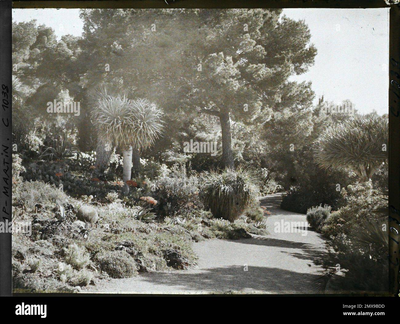 Pine agave fatty plant park garden vegetation botany habitat hi-res ...