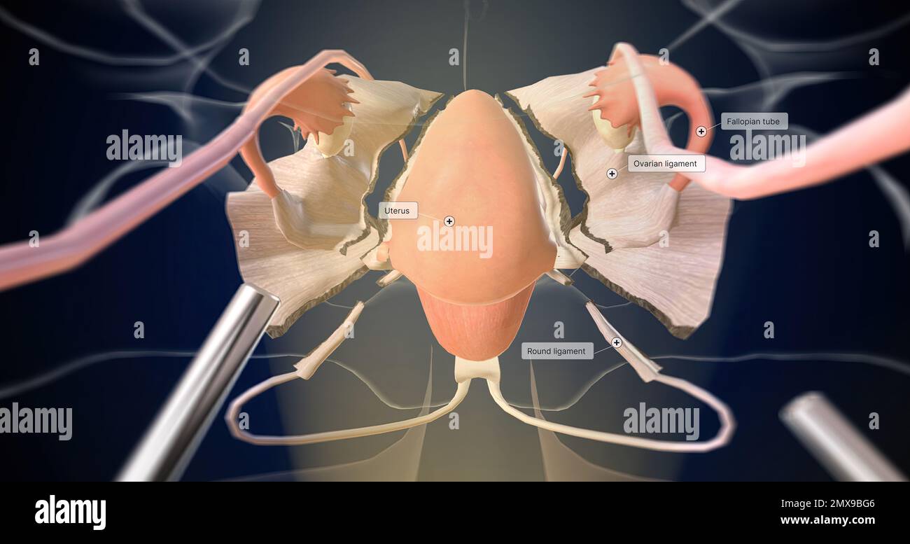 Uterine tubes hi-res stock photography and images - Alamy