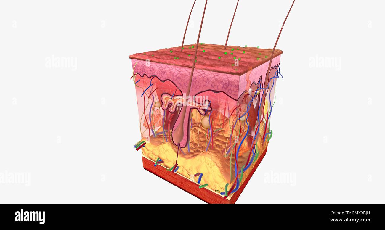 Human skin texture closeup detail Cut Out Stock Images & Pictures - Alamy