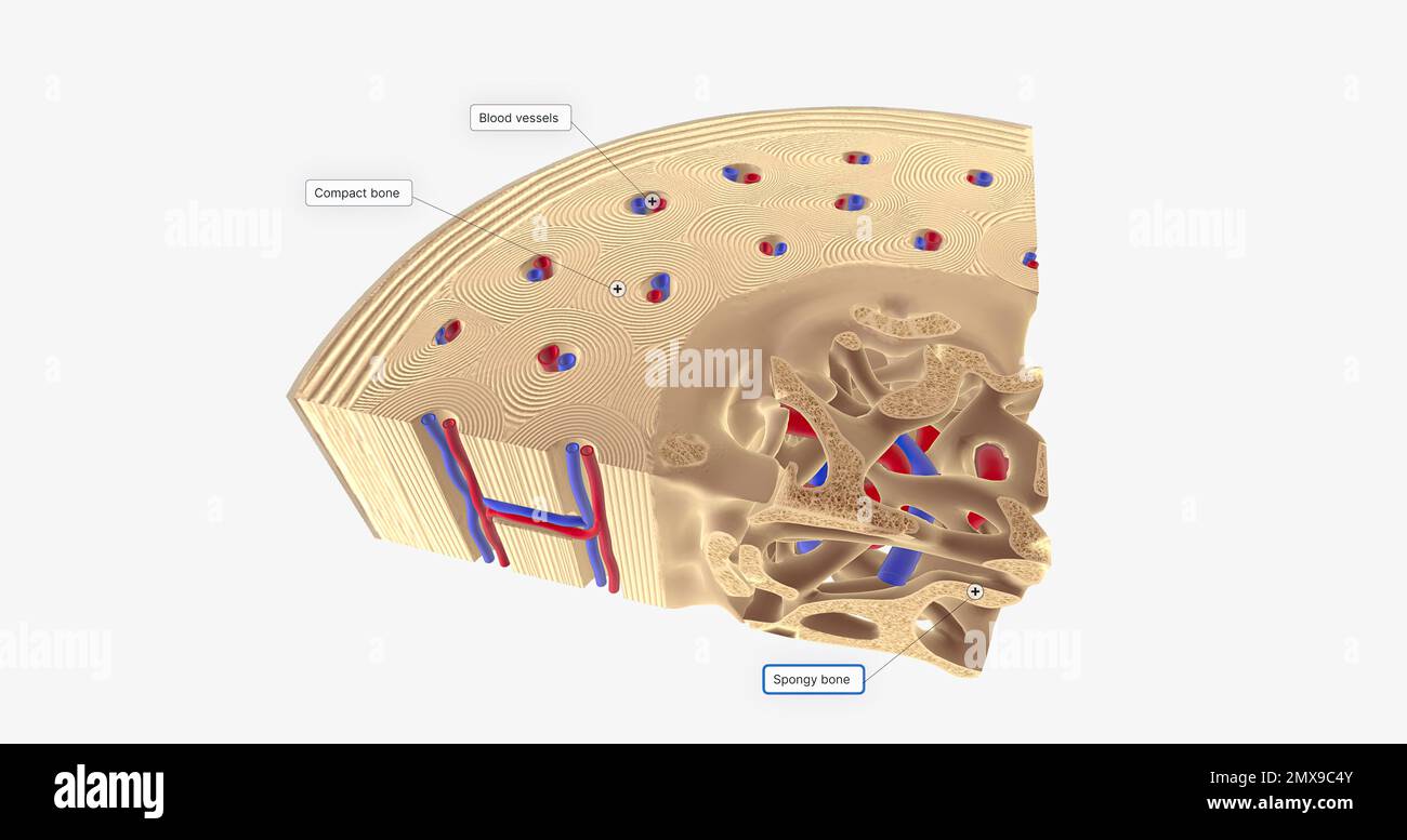 Bone cross section marrow hi-res stock photography and images - Alamy