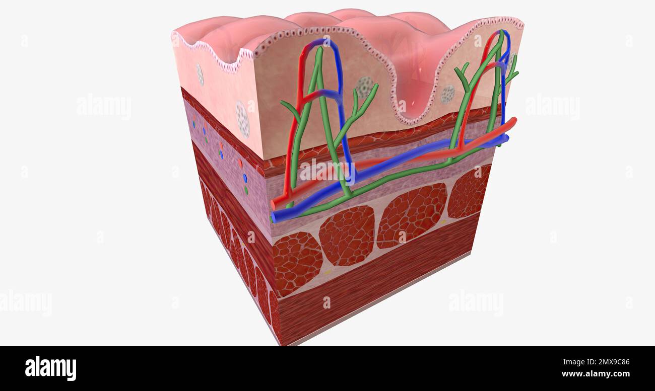 Histology of the intestine large Cut Out Stock Images & Pictures - Alamy