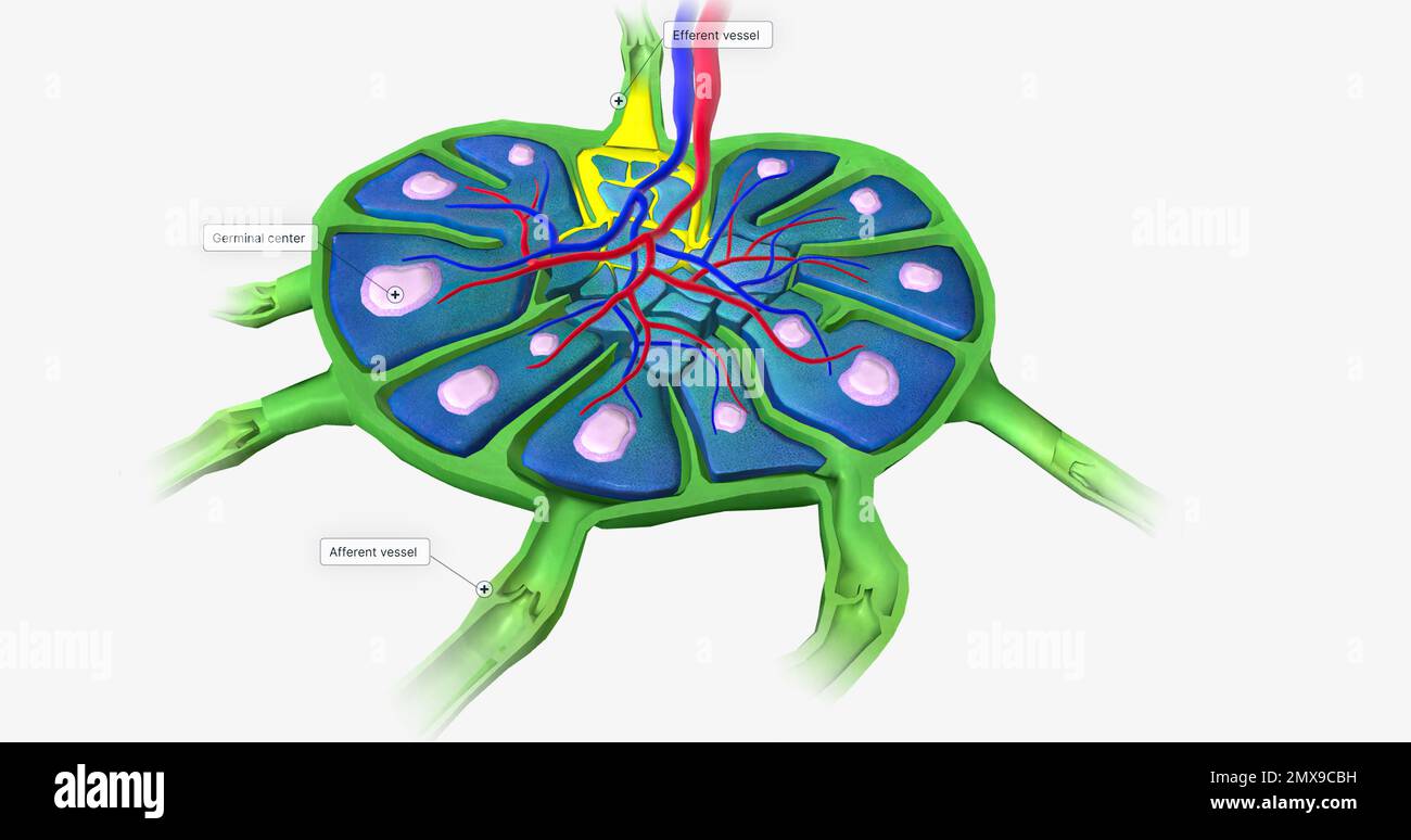 Lymphatic organs hi-res stock photography and images - Alamy