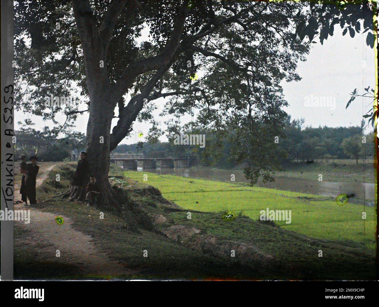 Tonkin, Indochina the sowing of rice in nursery on the edge of a path ...